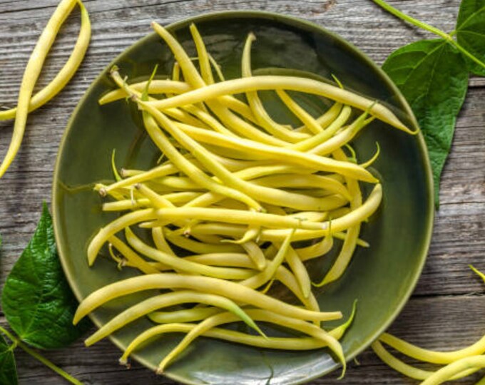 Pencil Pod Golden Wax Bean Seeds, Stringless Bean, Bush Variety ...