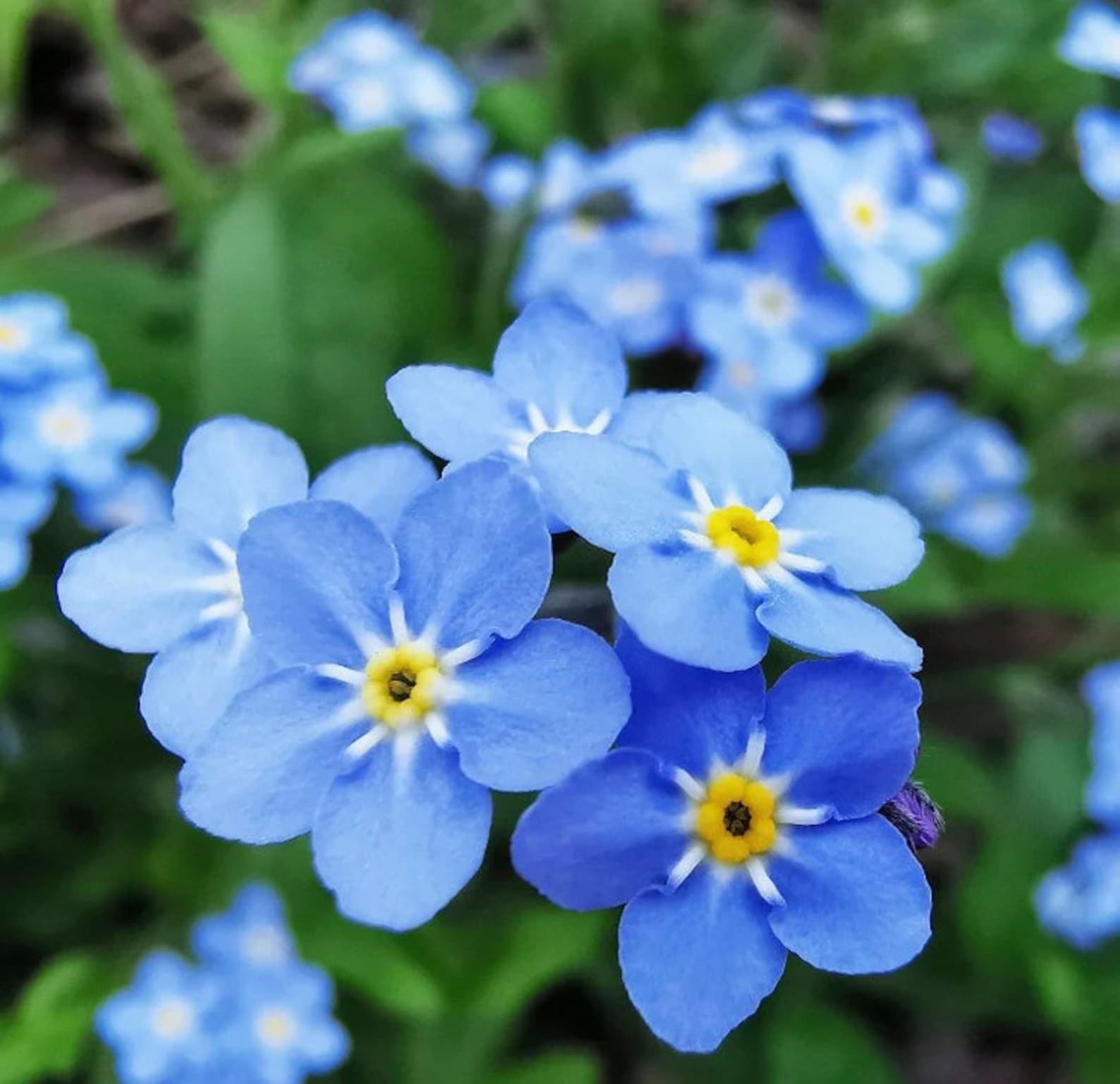 Firmament Forget-me-not Flower Seeds, Small Dainty Blue Flower - Etsy