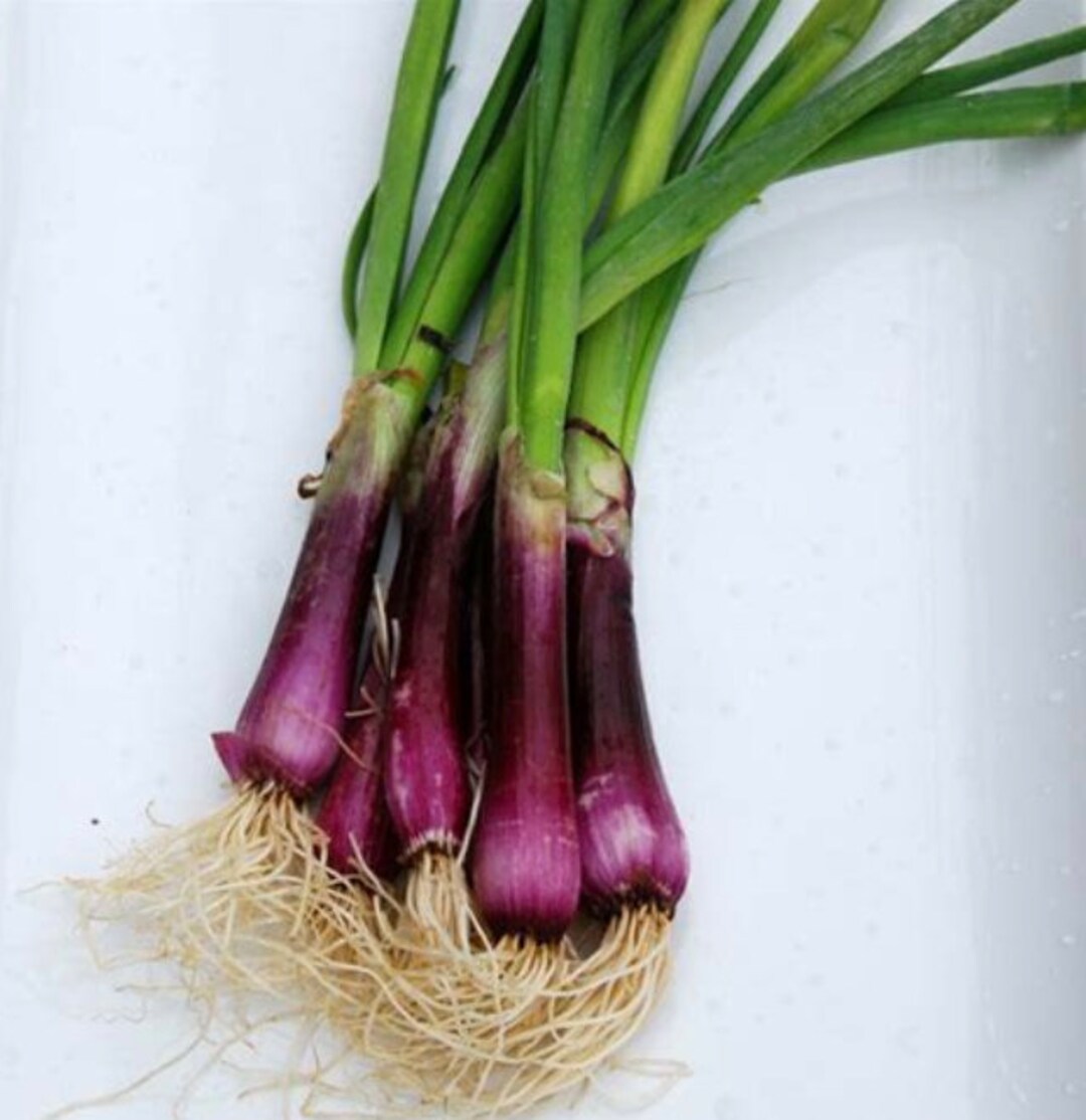 Deep Purple Scallion Bunching Onion Seeds Organically Grown Open ...