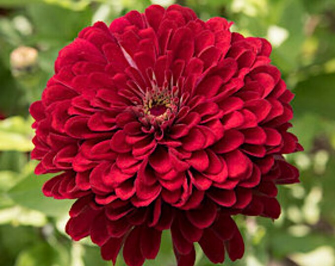 Giant Deep Red Zinnia Flower Seeds Untreated Heirloom Pollinator Cut ...