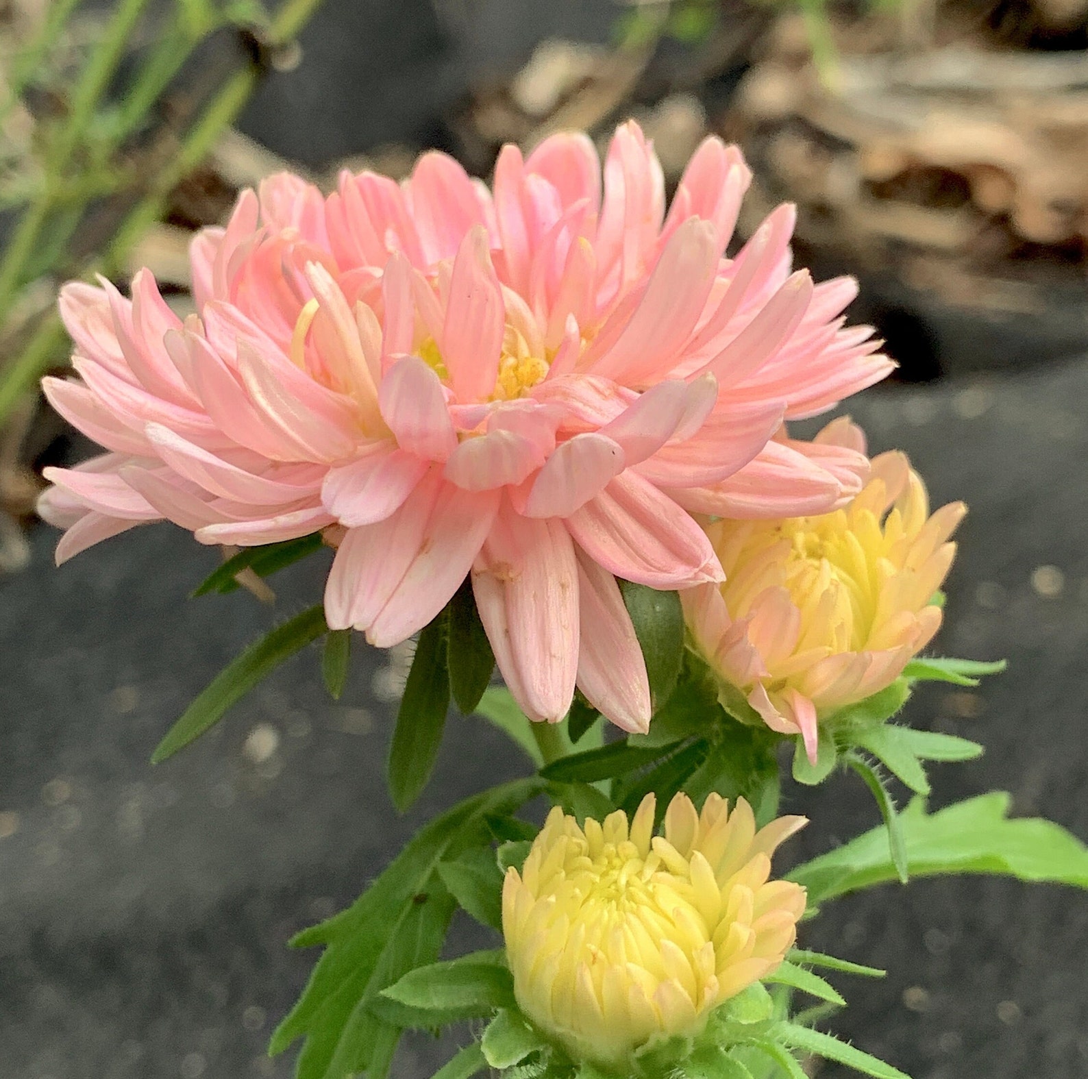 Apricot Pink Aster Flower Seeds: Bouquet & Garden Border - Etsy