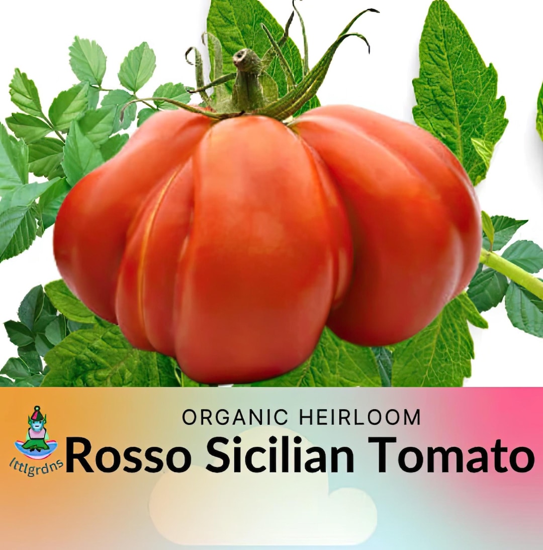 Organic Heirloom Rosso Sicilian Tomato Seeds, Determinate Open ...