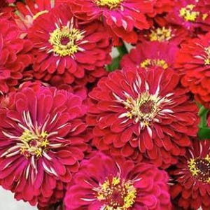 Heirloom Deep Red Zinnia Seeds: Giant Pollinator Cut Flower - Etsy