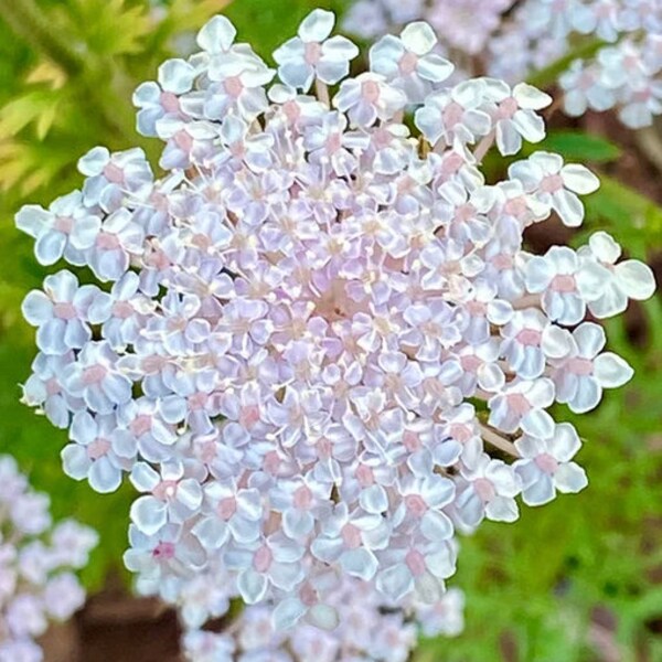 Didiscus Flower Seed - Etsy