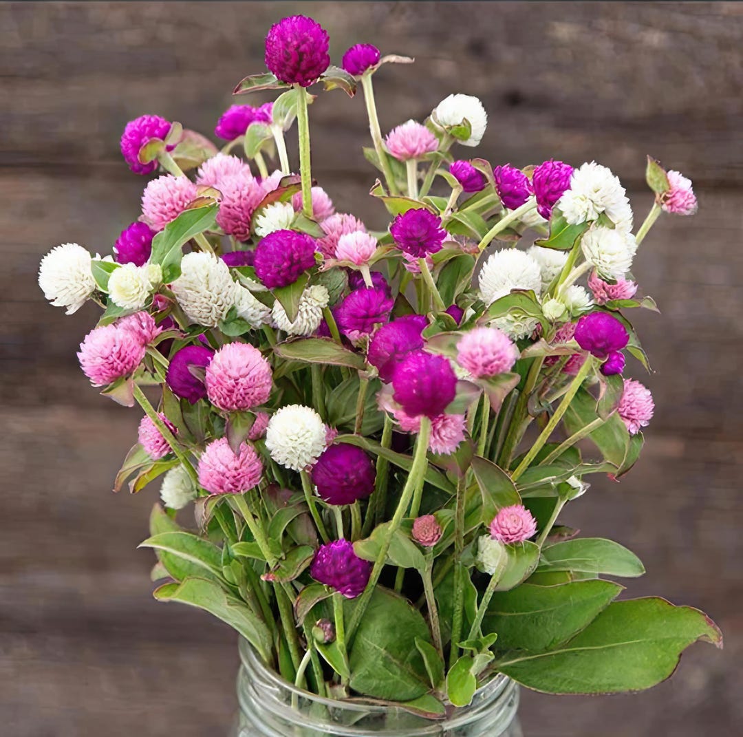GLOBE AMARANTH TALL Mix (gomphrena Globosa) - Hardy Annual Heat ...