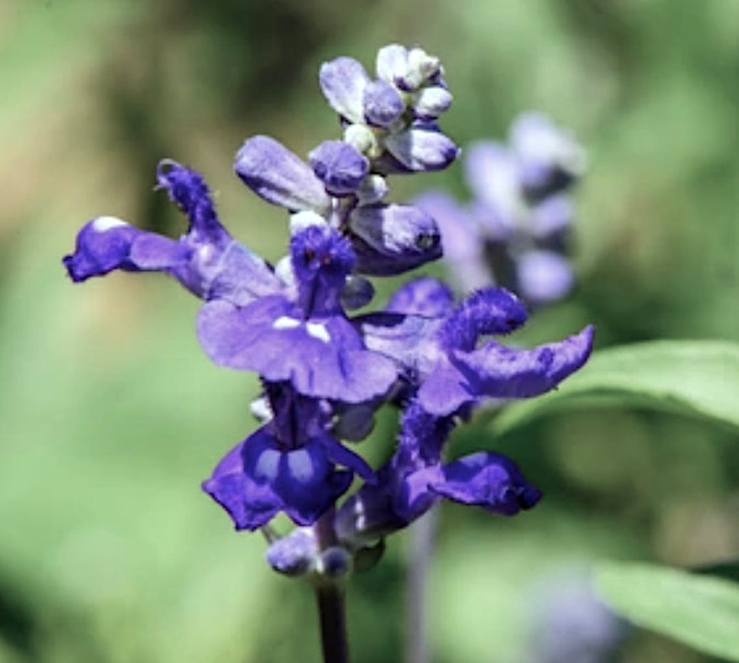 Salvia Seeds Victoria Blue Flower salvia Farinacea - Etsy