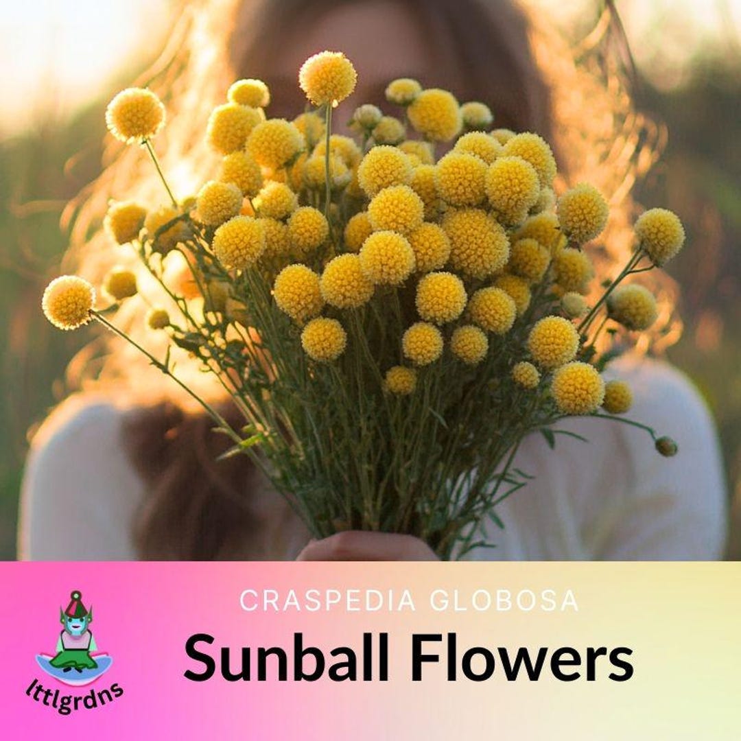 Craspedia Globosa Seeds, Yellow Drumstick Flower, Sunball - Etsy