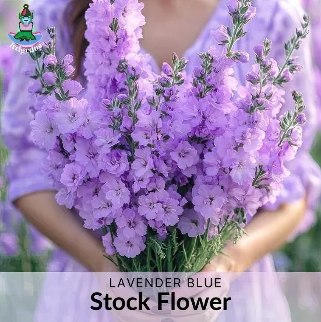 Katz Lavender Blue Stock Flower Seeds, Edible and Beautiful in ...
