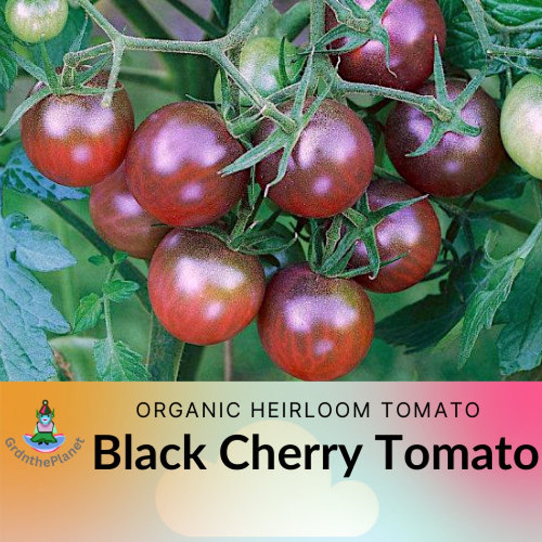 Heirloom Black Cherry Tomato Seeds, Organically Grown Untreated Open Pollinated, Garden Seeds ...