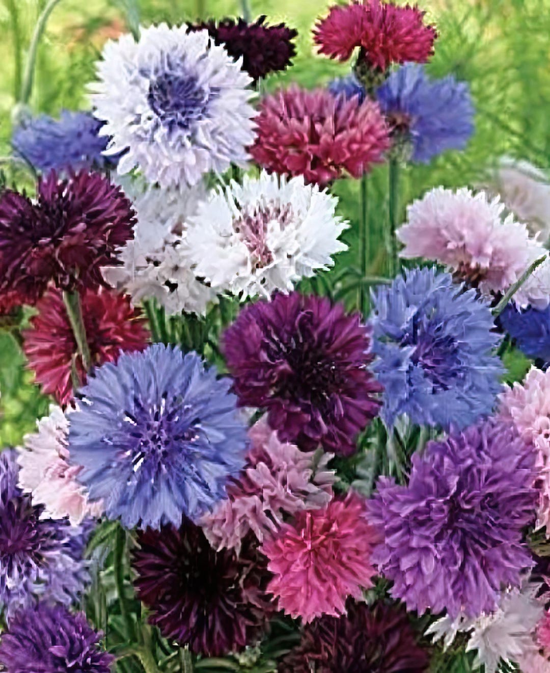 Bachelor Button Mixed Flower Seeds: Heirloom Edible Flowers - Etsy