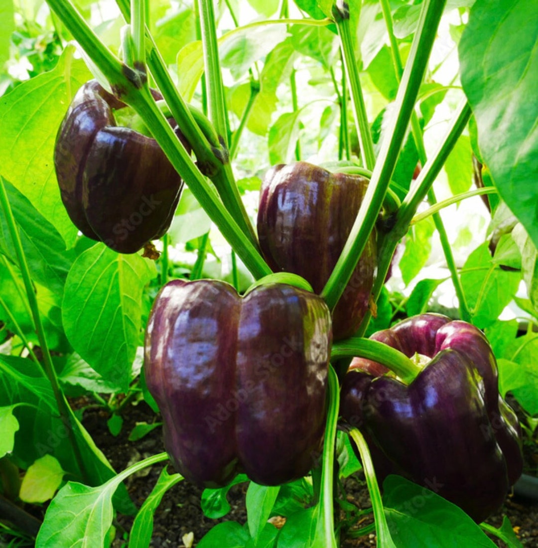 Purple Beauty Pepper Seeds: Heirloom Sweet Bell Pepper - Etsy
