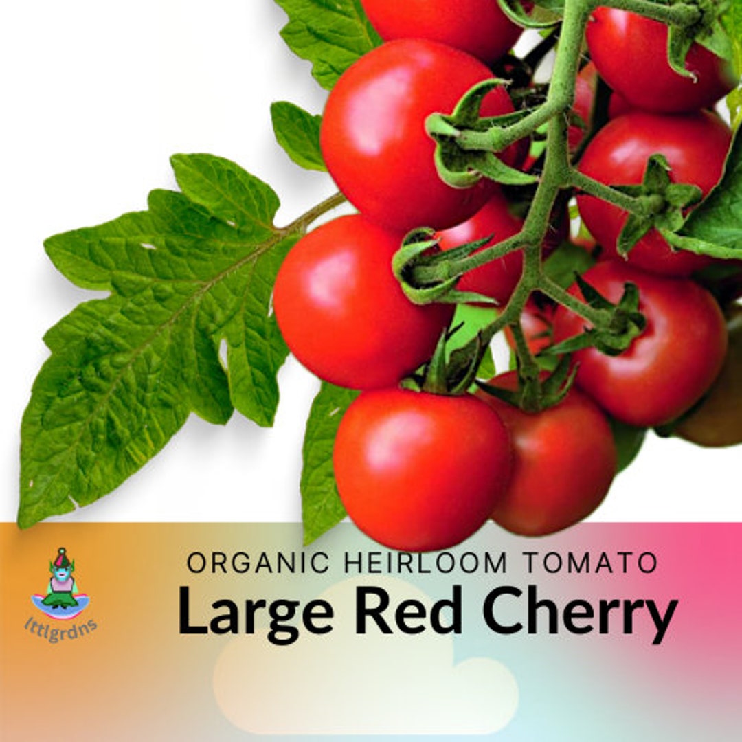 Tomato Seeds, Large Red Cherry, Heirloom Open Pollinated Indeterminate ...