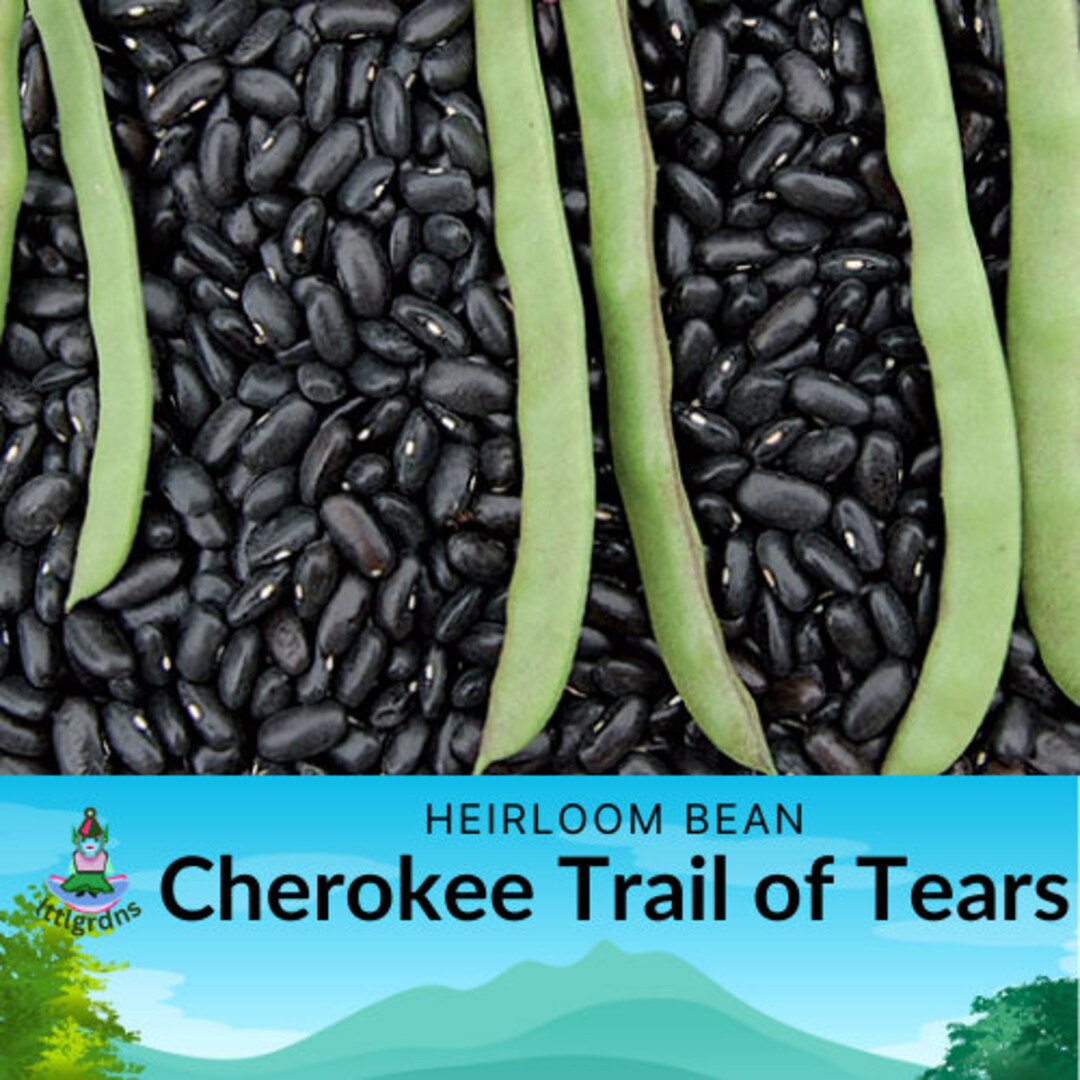 Cherokee Trail of Tears Pole Bean Seeds Heirloom Untreated - Etsy