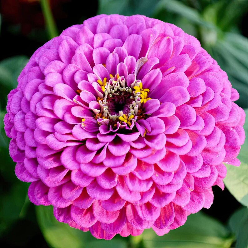 Giant Lilac Zinnia Flower Seeds, Benarys Giant Zinnia Seeds, Cut Flower ...