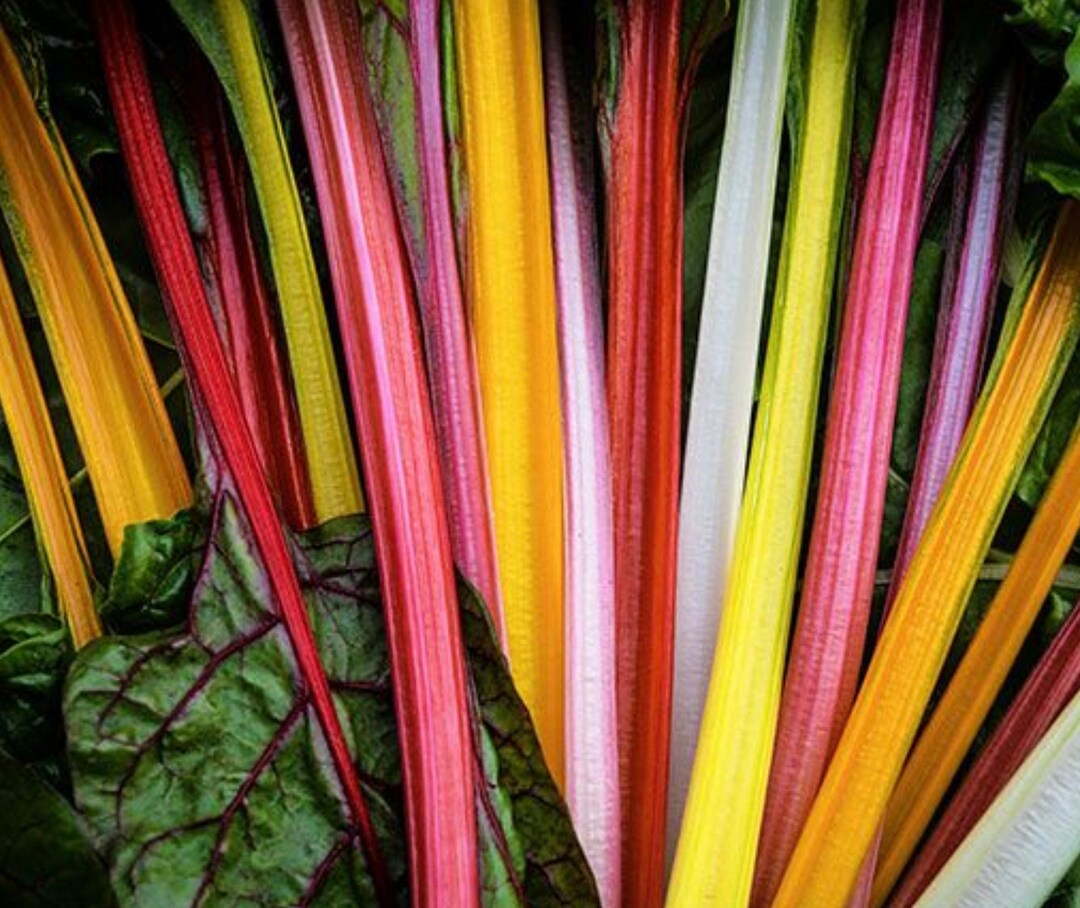 Organic Swiss Chard Mix Seeds Red Yellow Orange White Silverbeet Root ...