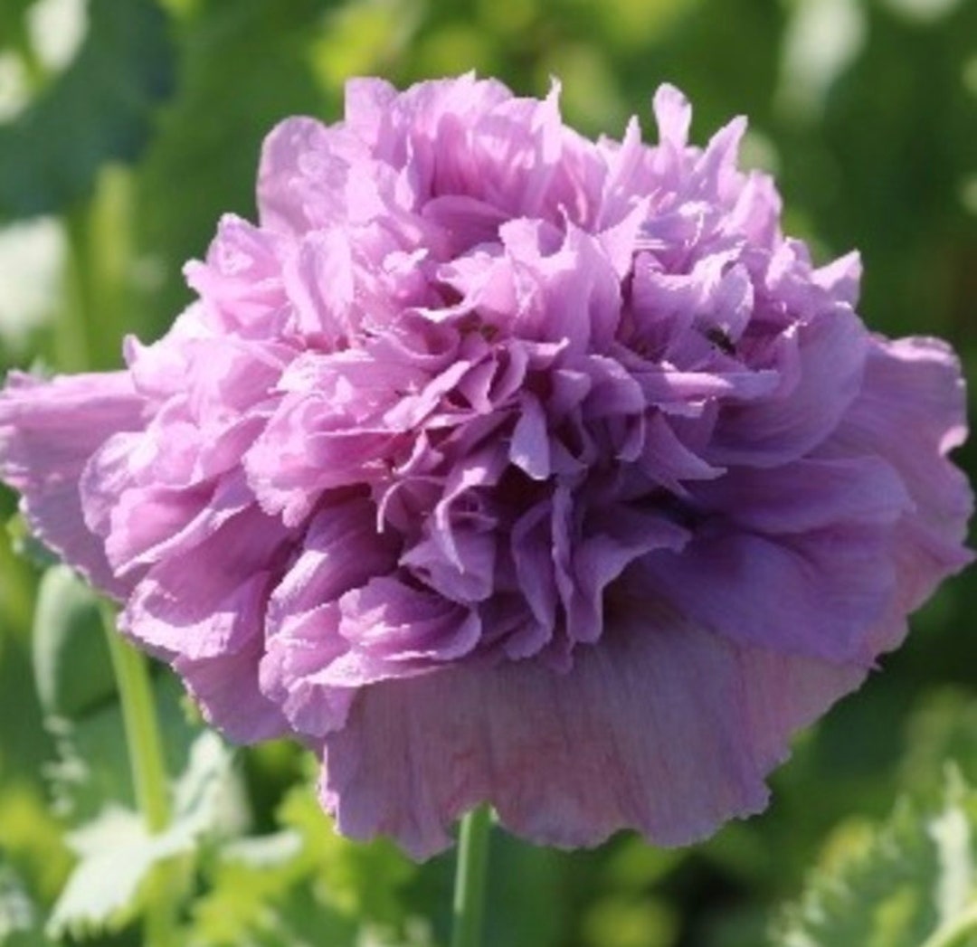 Lavender Double Poppy Flower Seeds, Heirtage Breadseed Poppy Flower ...