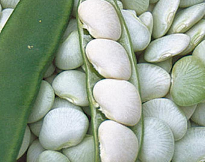 Organic Sieva LIMA BEANS, Butter Bean Pole Variety - Heirloom Open ...