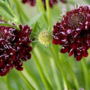 Black Knight Scabiosa Seeds: Heirloom Dark Maroon Pincushion Flower - Etsy