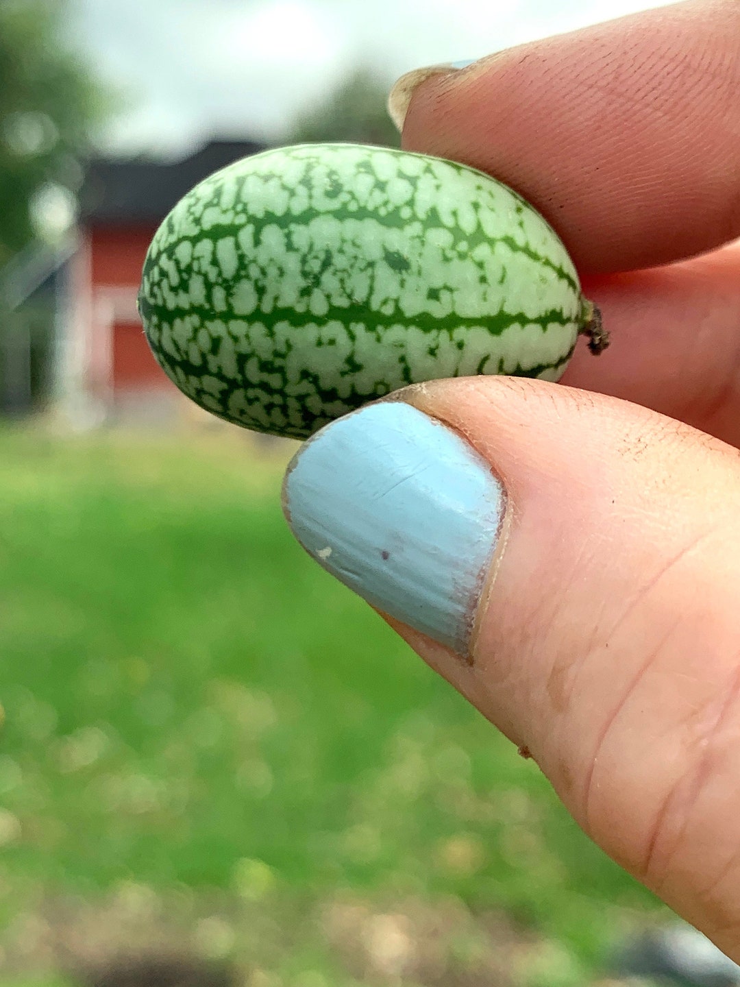 Mouse Melon Cucumber Seeds, Mexican Sour Gherkin Cucamelon, Melothria ...