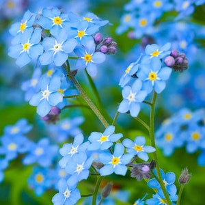 Firmament Forget-me-not Flower Seeds, Small Dainty Blue Flower - Etsy