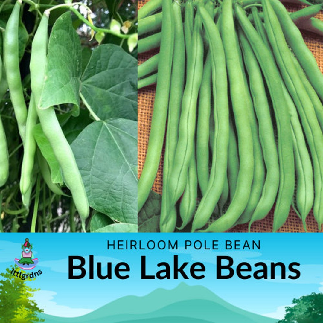 Organic Untreated Blue Lake Pole Bean Seeds Heirloom - Etsy