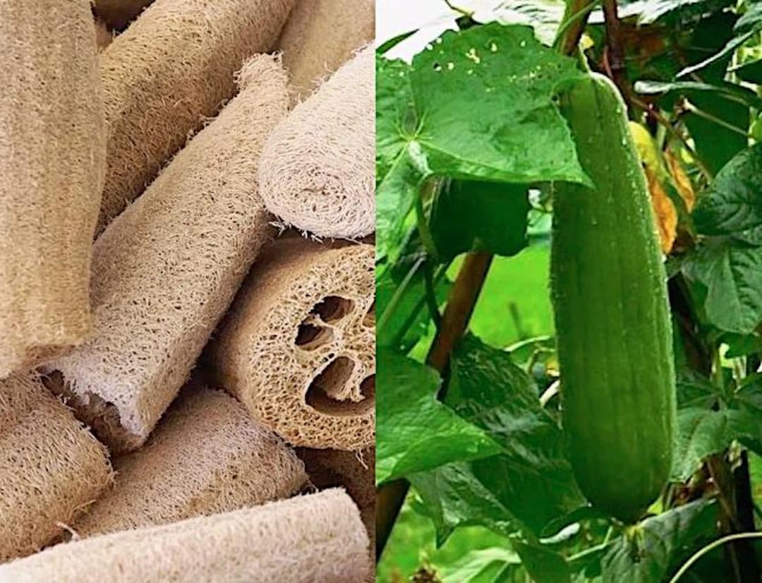 PRE ORDER Live Luffa Plant, Rooted Luffa Seedling Plants, 3 Inch Pot ...