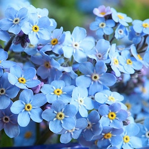 Firmament Forget-me-not Flower Seeds, Small Dainty Blue Flower - Etsy