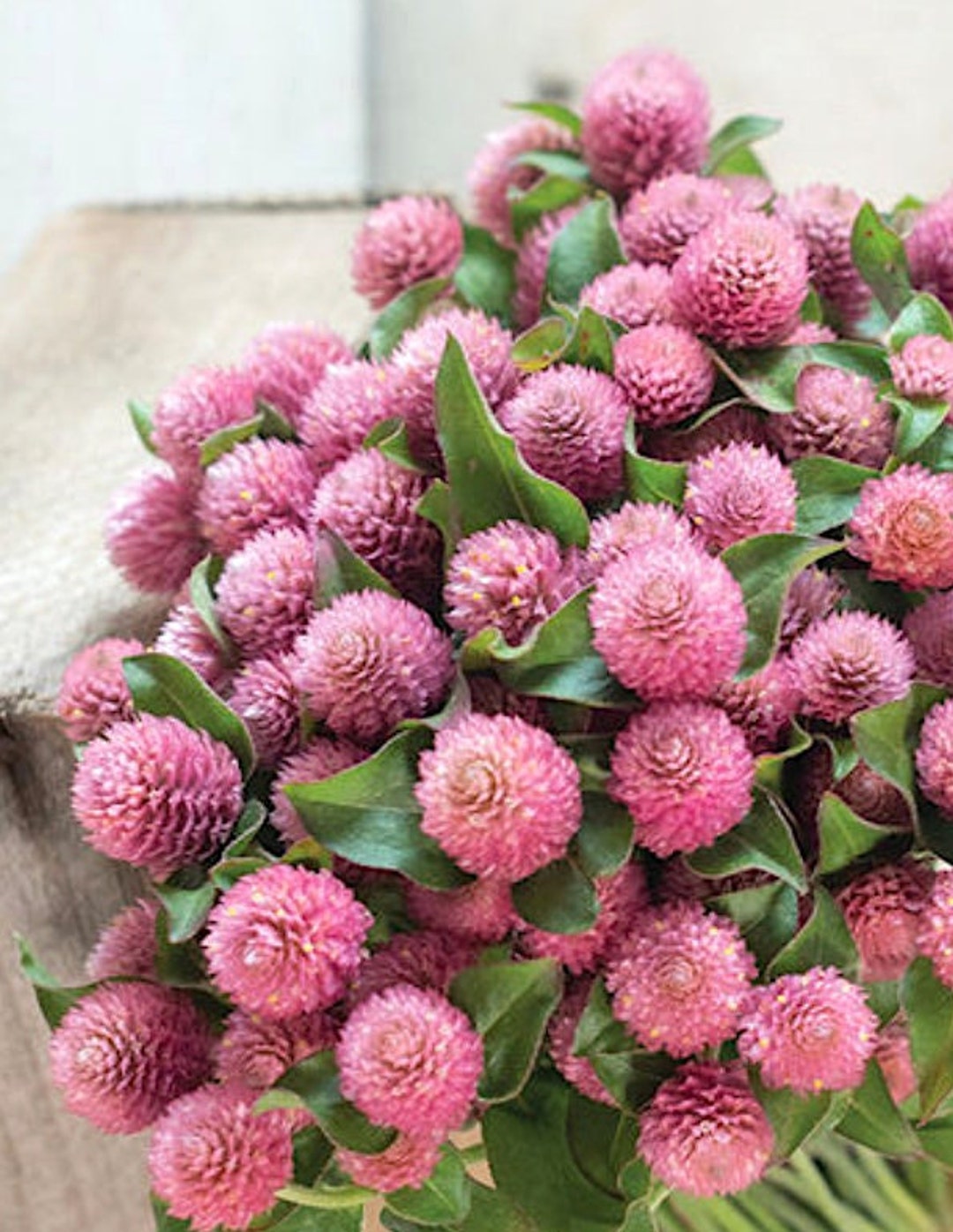 Raspberry Cream Globe Amaranth Flower Seeds gomphrena Globosa Untreated ...