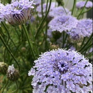 Lavendar Blue Lace Didiscus Flower Seeds, Heirloom Flower Trachymene ...