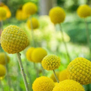 Craspedia Globosa Seeds, Yellow Drumstick Flower, Sunball - Etsy