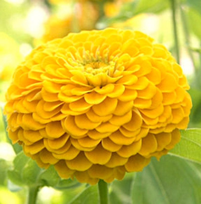 Benarys Giant Yellow Zinnia Flower Seeds Untreated Heirloom - Etsy