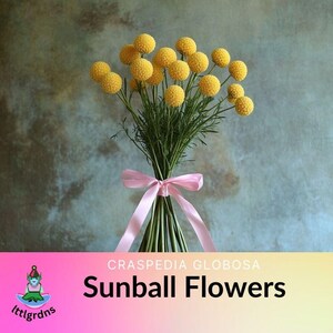 Craspedia Globosa Seeds, Yellow Drumstick Flower, Sunball - Etsy