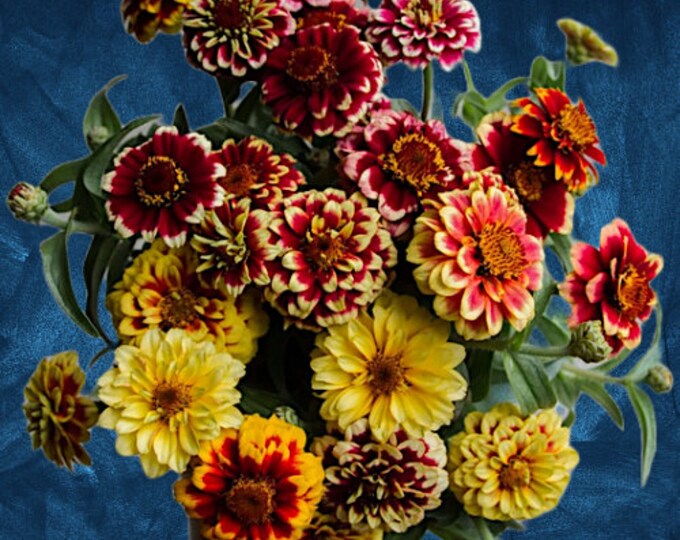 Jazzy Zinnia Flower Seeds, Untreated Heirloom, Smaller Zinnia Flower ...