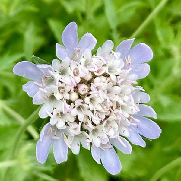 Scabiosa Seeds - Etsy