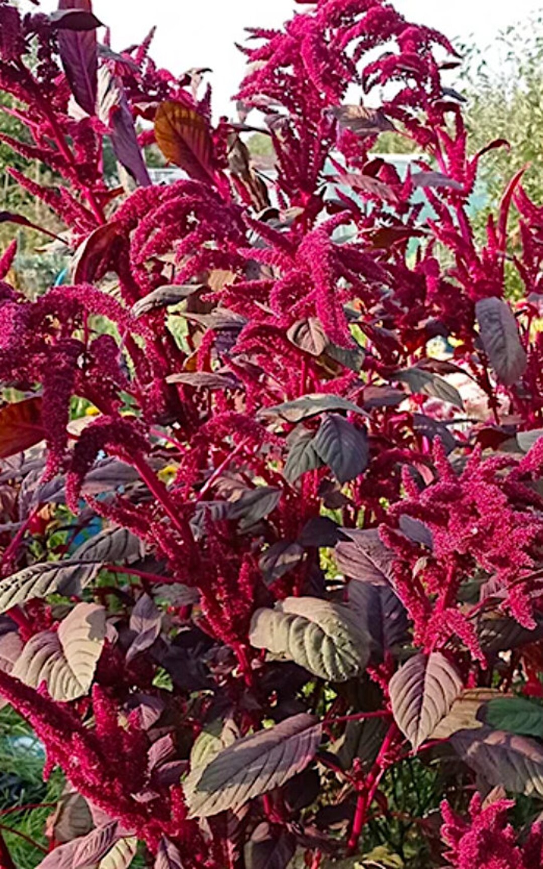 Organic Hopi Red Dye Amaranth Flower Seeds, Heirloom Seeds, a Cereal, a ...