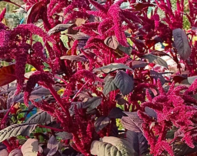 Organic Hopi Red Dye Amaranth Flower Seeds, Heirloom Seeds, a Cereal, a ...