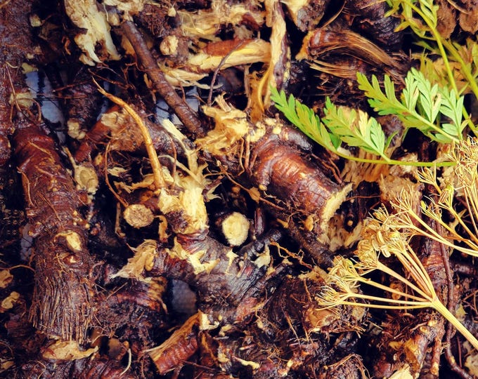 Dried Osha Root | Wild Foraged | Osha | Bear Medicine | Bear Root ...