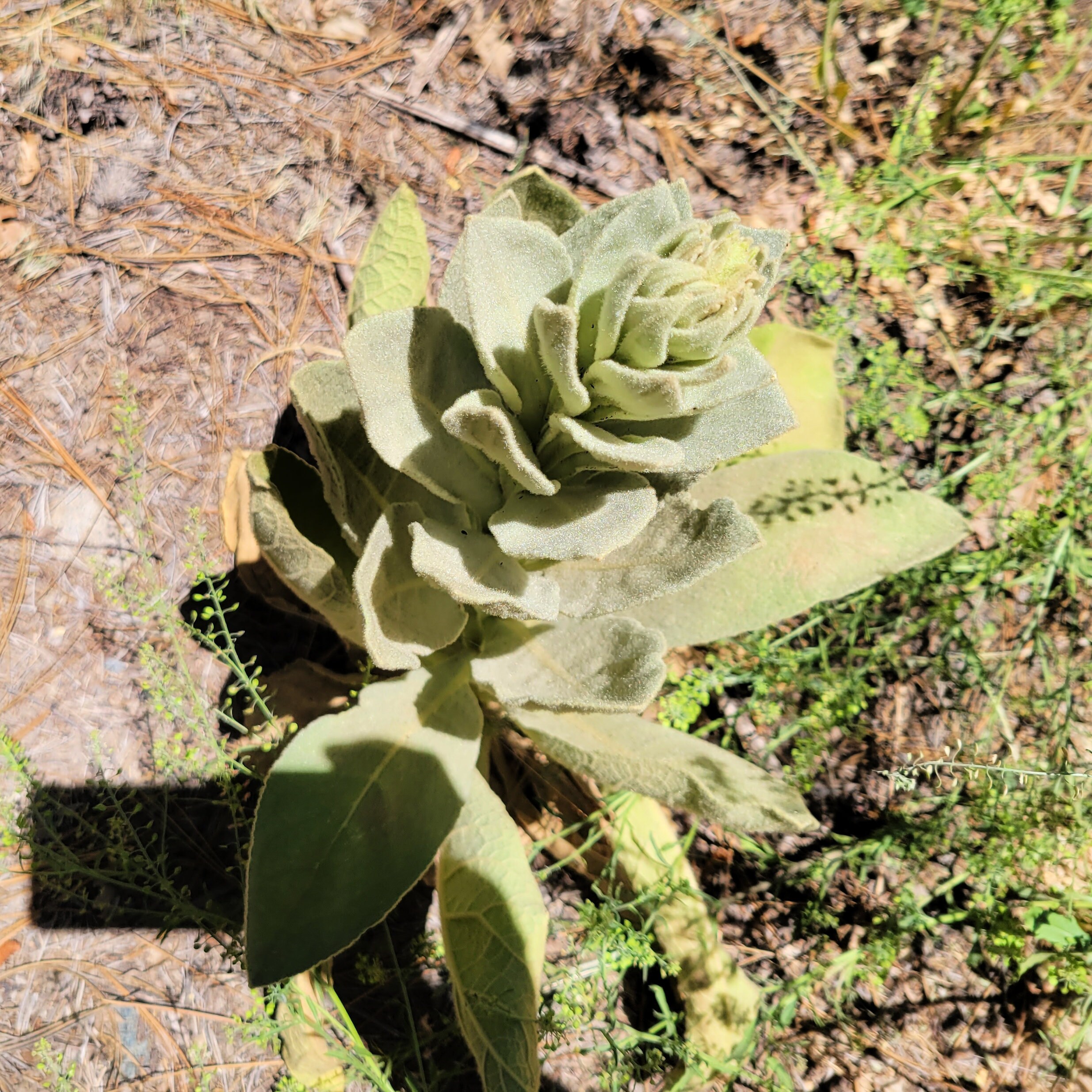 Dried Mullein Leaf Verbascum Thapsus Dried Verbascum - Etsy UK