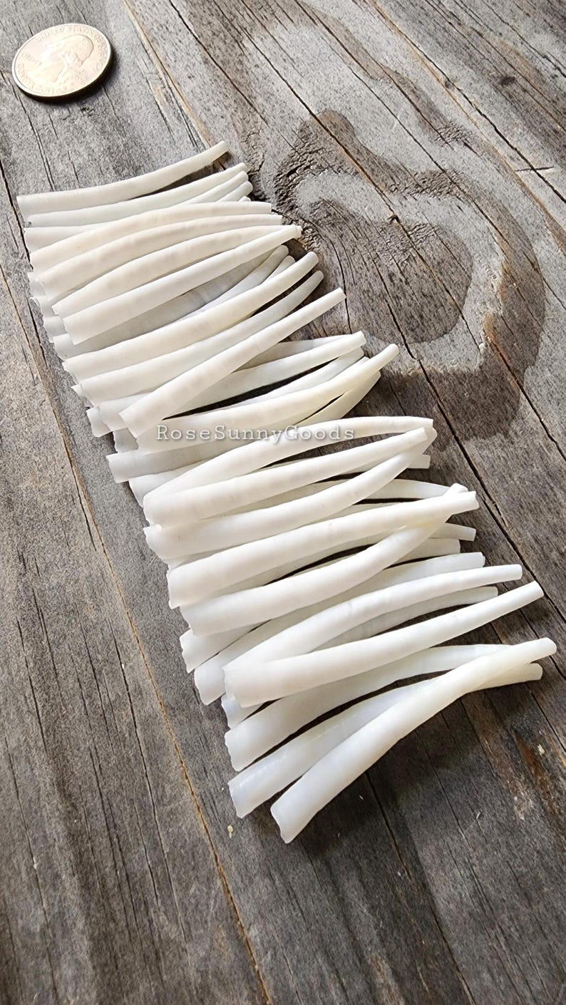 40 Pieces of 1.75 Inch Smooth Dentalium Shells, White Color Tusk Shells ...