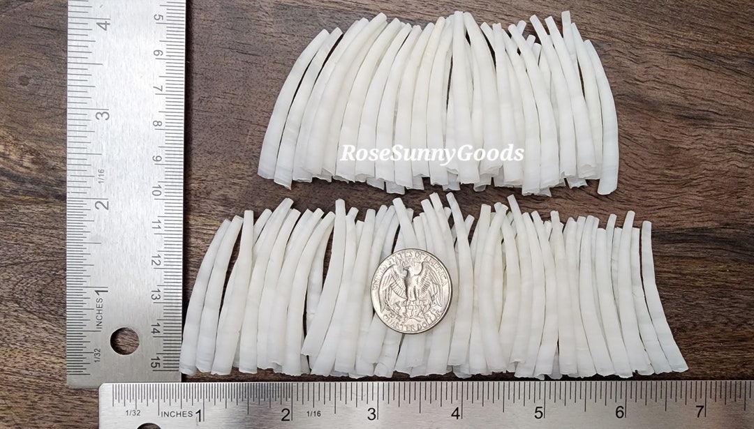 100 Pieces 1.75 Inch Smooth Dentalium Shells - Etsy