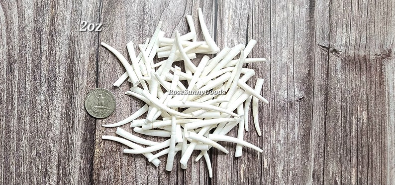 Rare Chalky White Dentalium Shells: Heavy Duty Tusk Shells (1-1.75 Inch ...