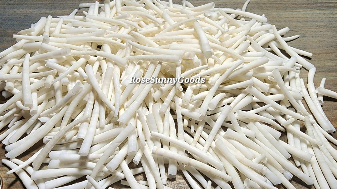 16oz (1 Lb) of 1 Inch to 1.75 Inch Smooth Dentalium Shells, White Color ...