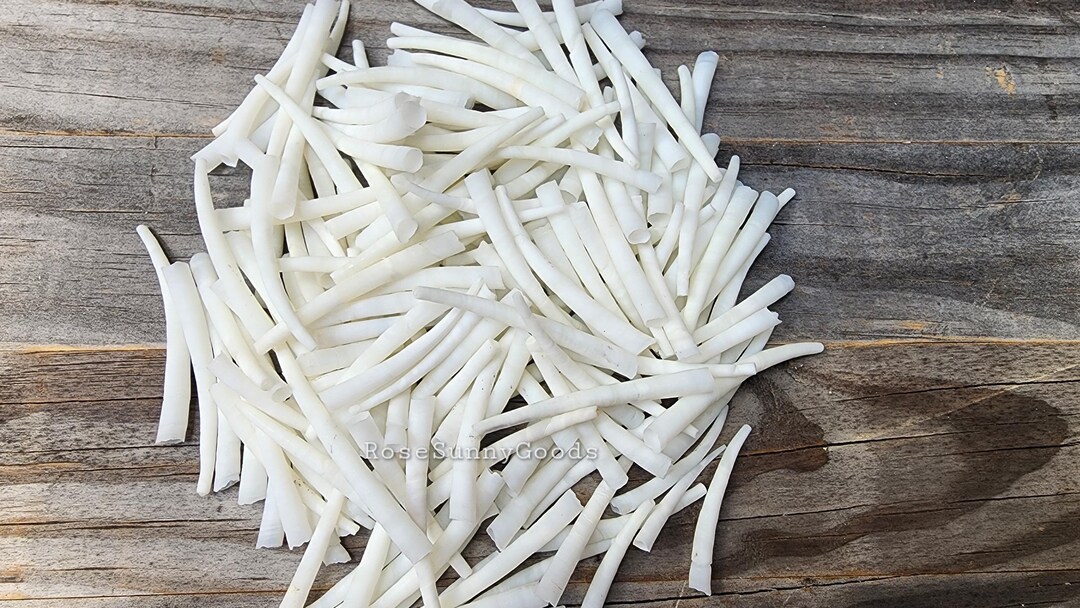 4oz (1/4 Lb) White Dentalium Shells: Smooth Tusk Shells (1-1.75 Inch ...