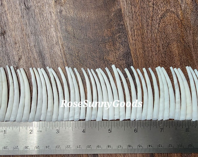100 Pieces 1.50 Inch Smooth Dentalium Shells - Etsy
