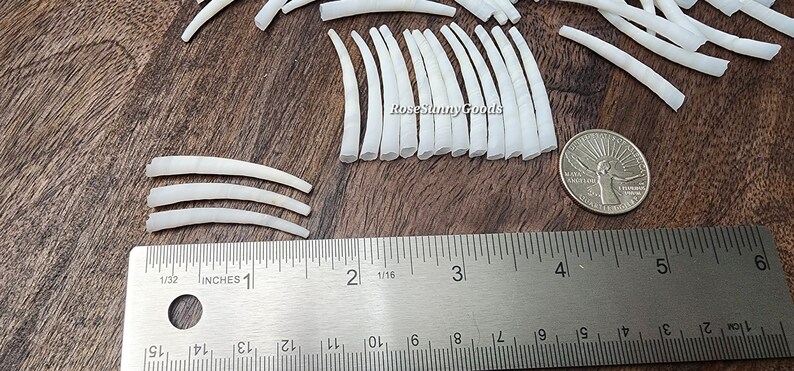 100 Pieces 1.50 Inch Smooth Dentalium Shells - Etsy