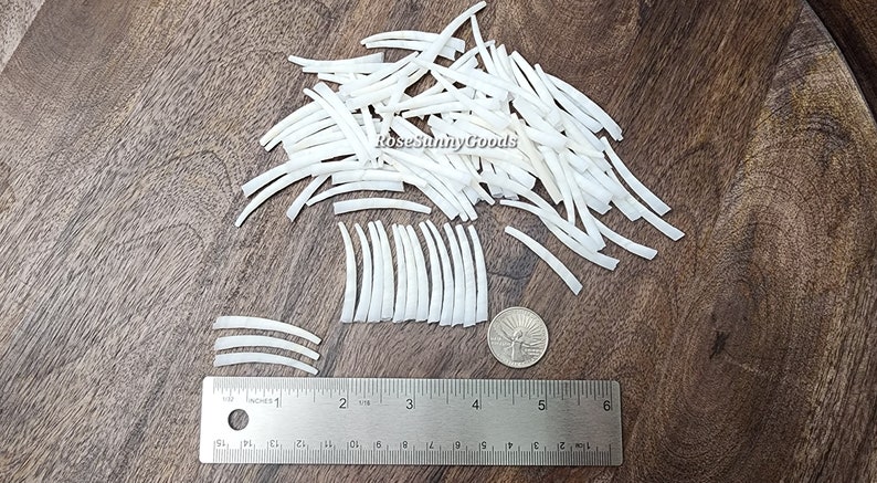 100 Pieces 1.50 Inch Smooth Dentalium Shells - Etsy