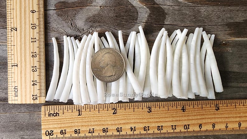 40 Pieces of 1.75 Inch Smooth Dentalium Shells, White Color Tusk Shells ...