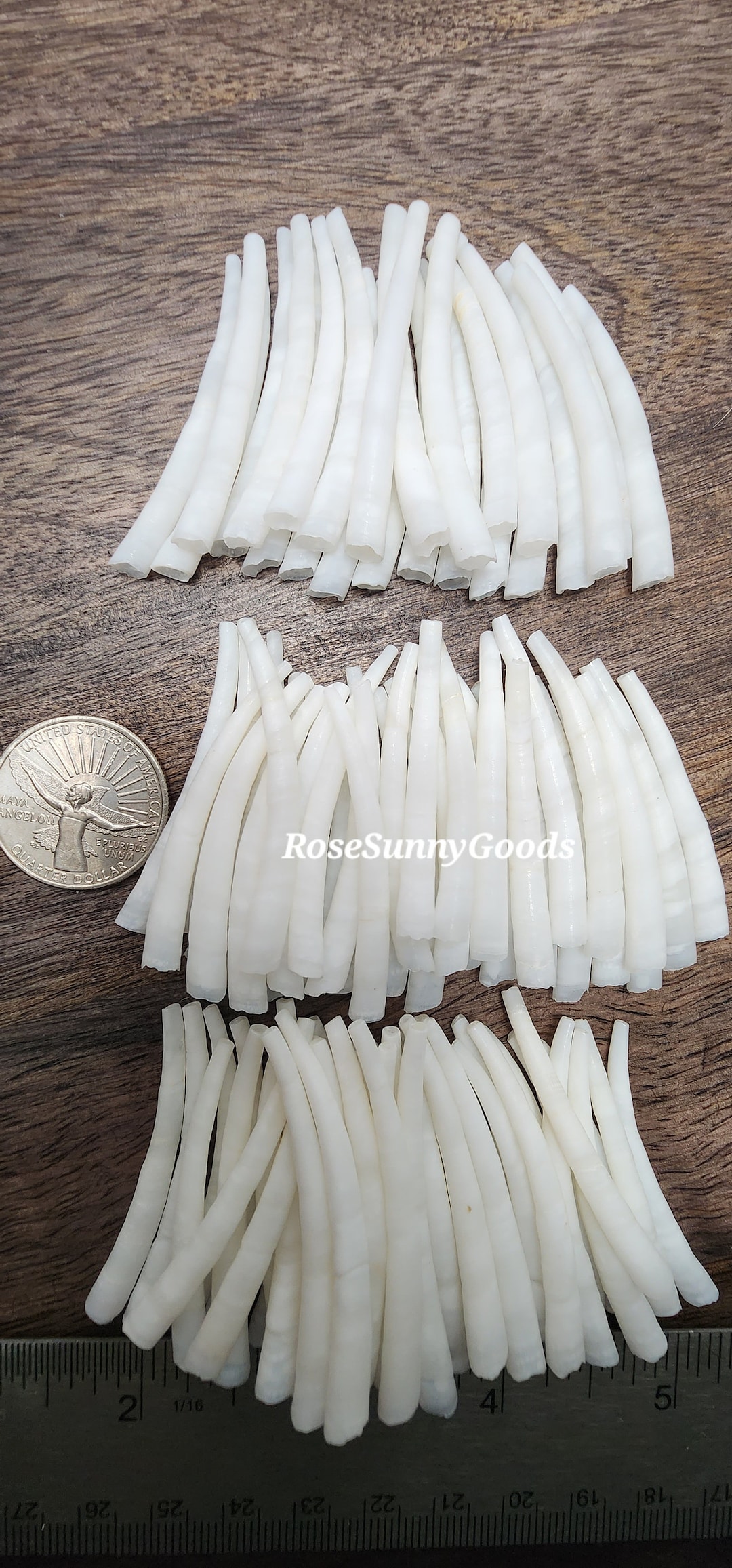 100 Pieces 1.50 Inch Smooth Dentalium Shells - Etsy