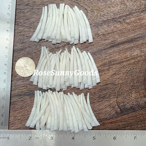 100 Pieces 1.50 Inch Smooth Dentalium Shells - Etsy