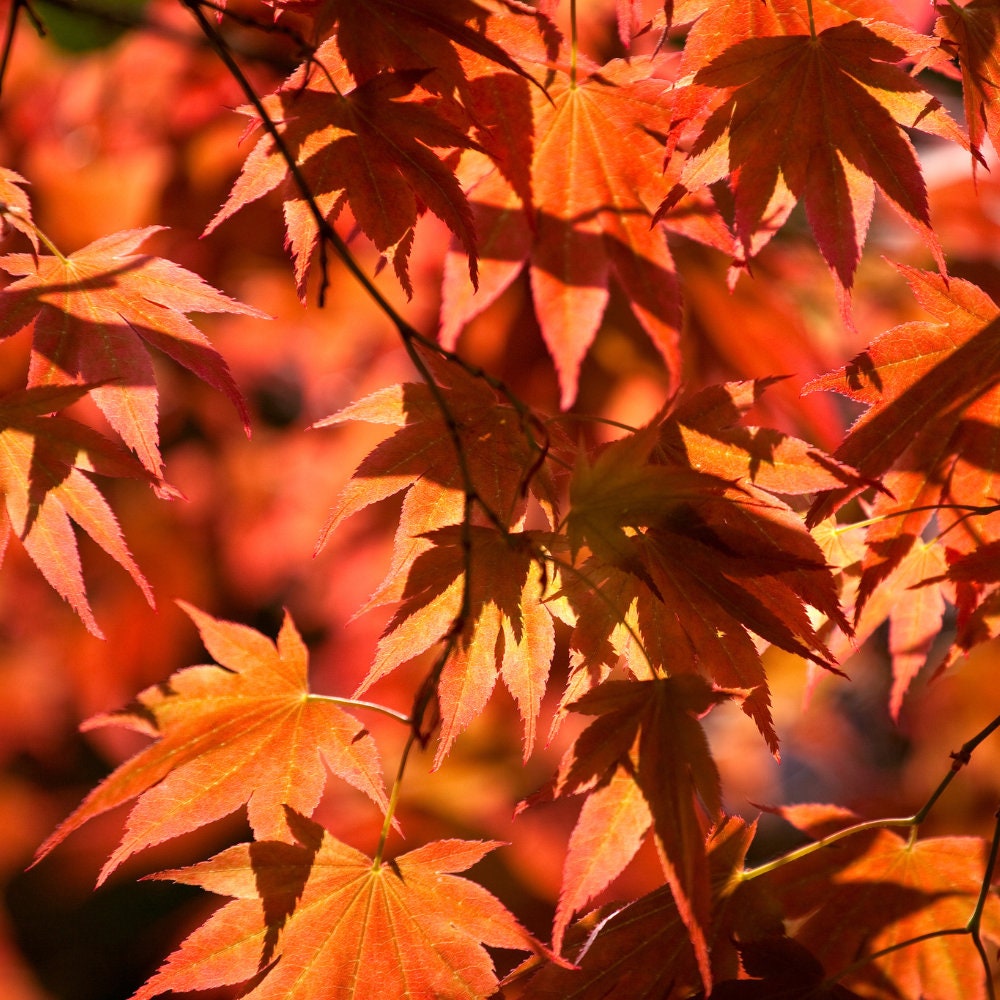 Fall Desktop Wallpaper - a Canopy of Leaves for Your Laptop, Desktop ...